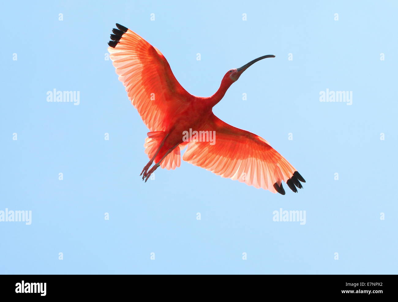 Scarlet ibis in flight hi-res stock photography and images - Alamy