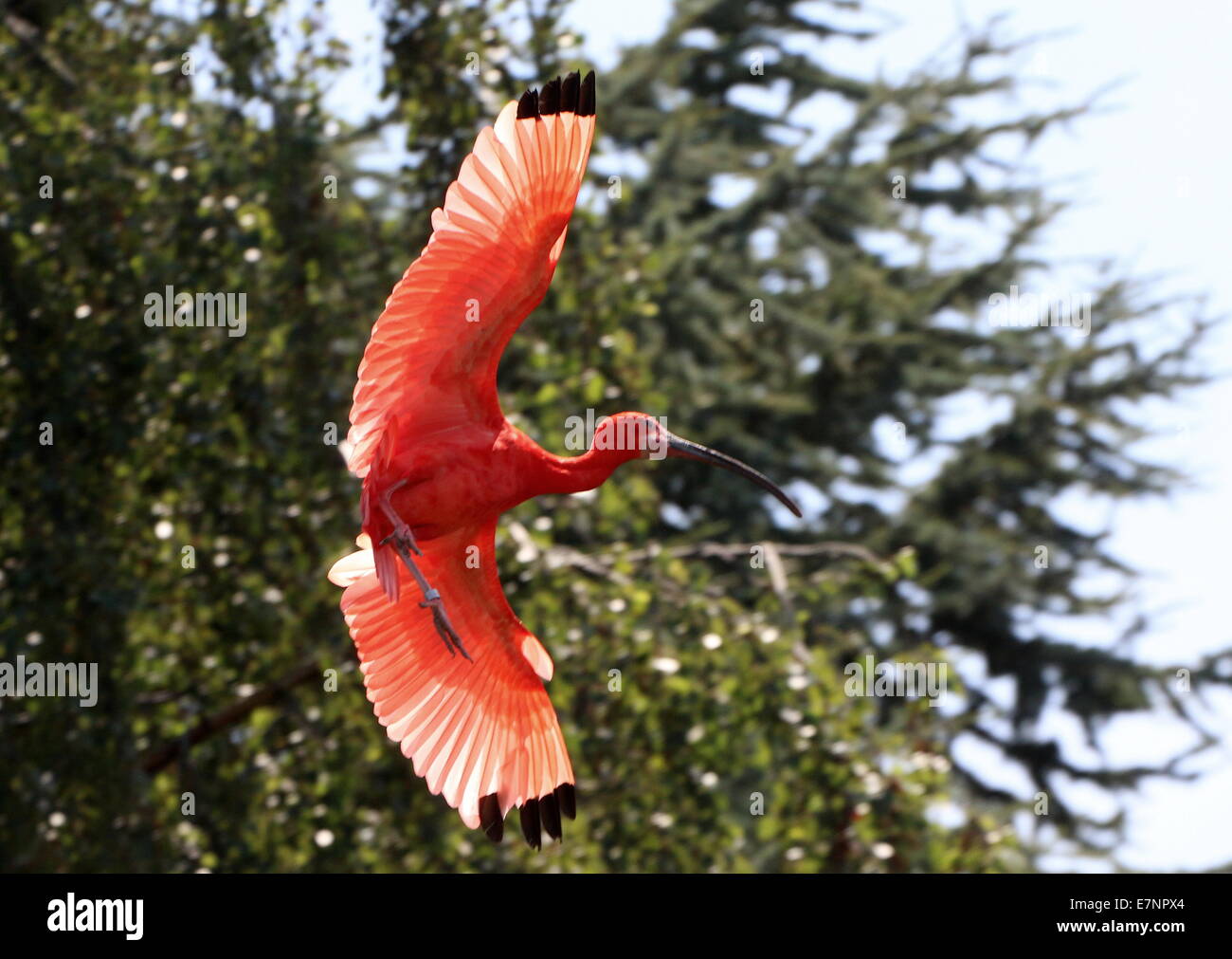 Scarlet Ibis In Flight Stock Photos & Scarlet Ibis In Flight Stock ...