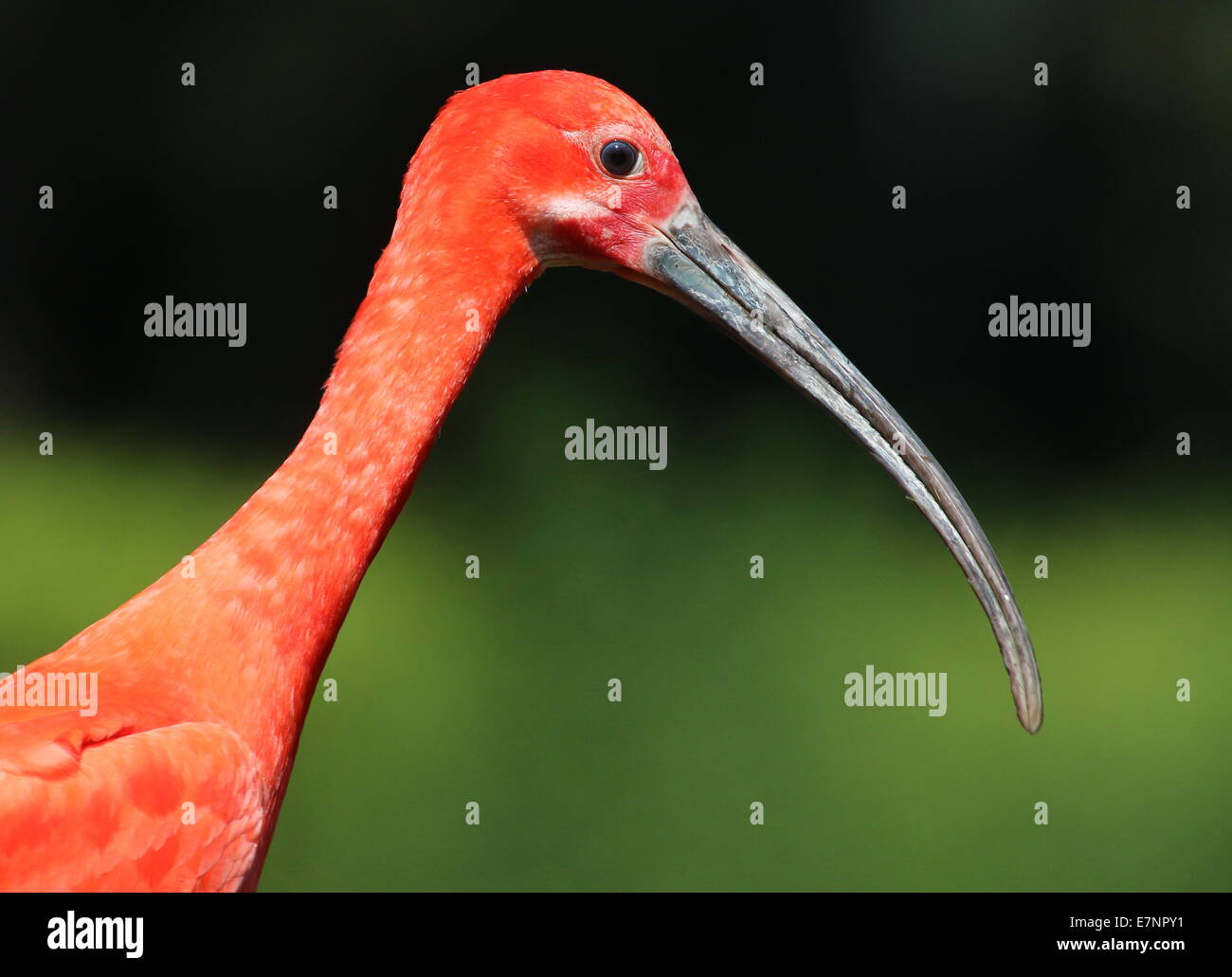Close-up of head and curved bill of a Scarlet Ibis (Eudocimus ruber ...