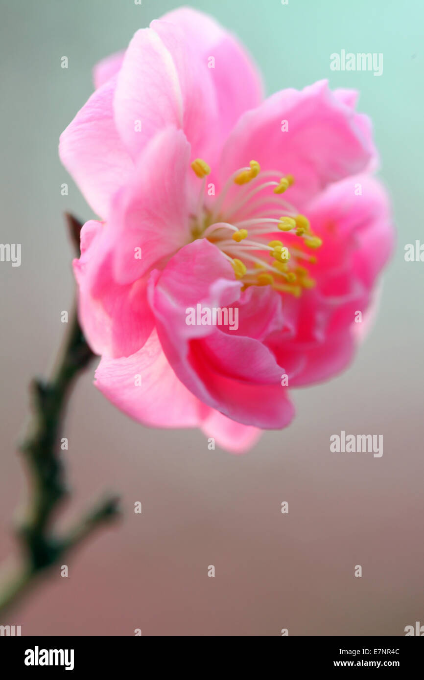 Plum blossom hi-res stock photography and images - Alamy