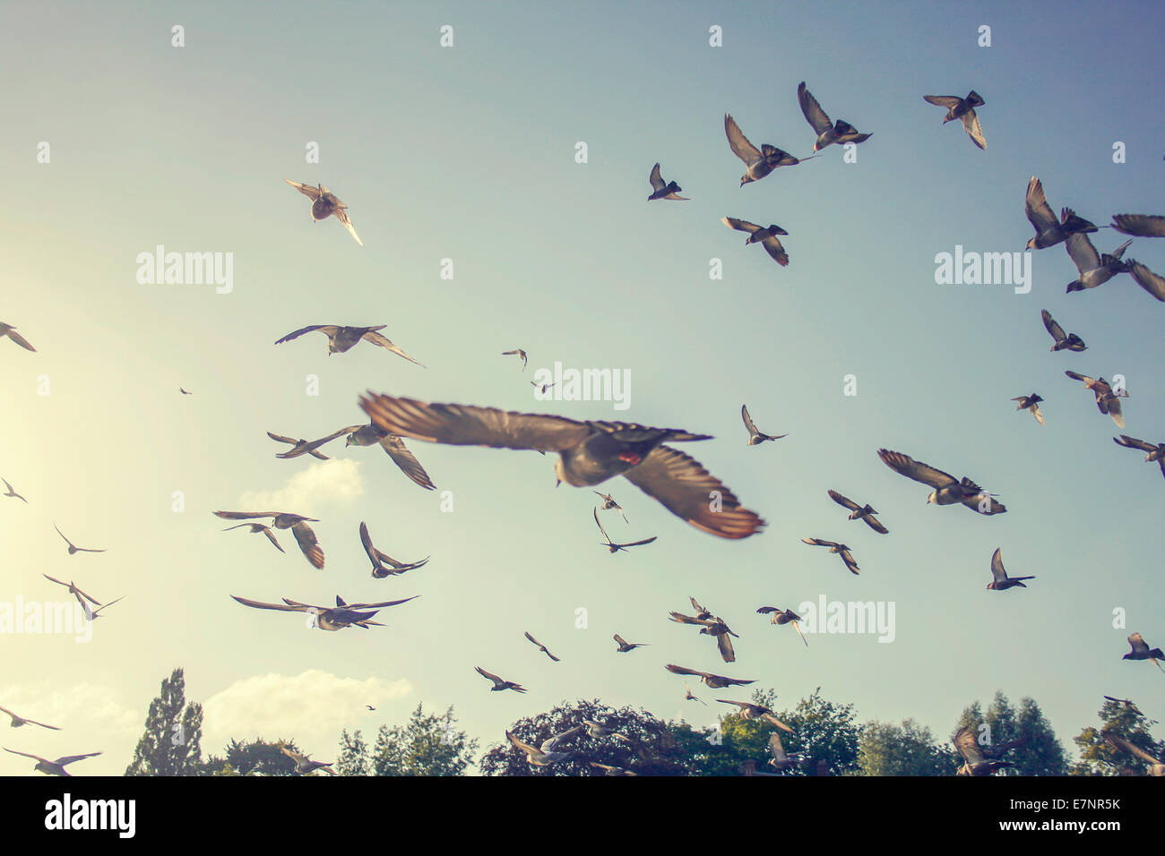 Flock of pigeons hi-res stock photography and images - Alamy