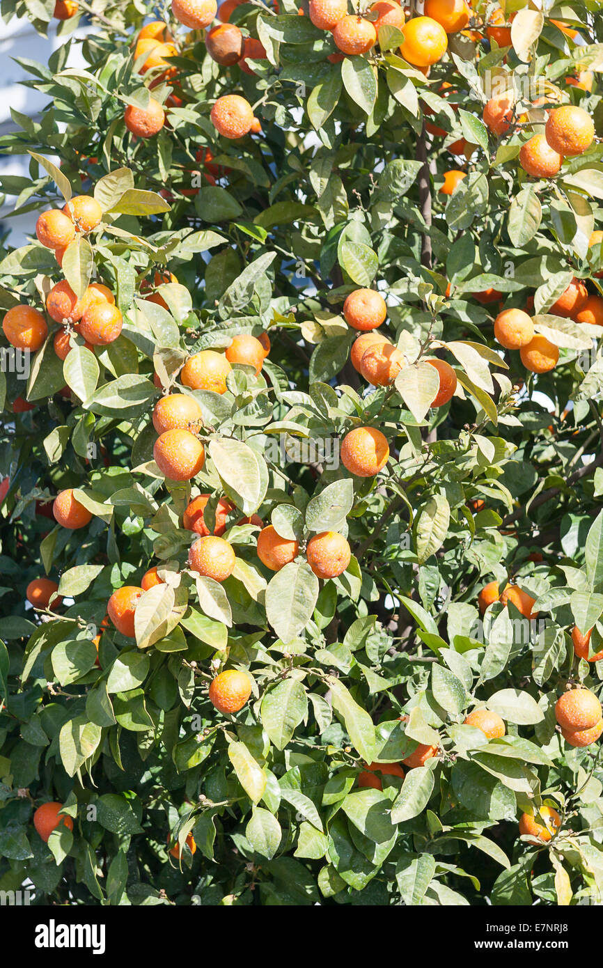 Orange tree - Citrus sinensis Stock Photo - Alamy