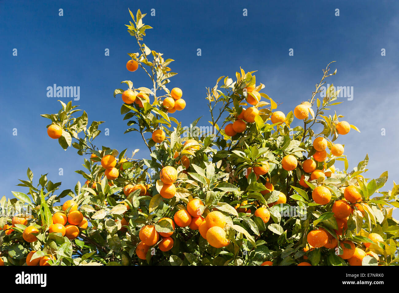Orange tree - Citrus sinensis Stock Photo - Alamy