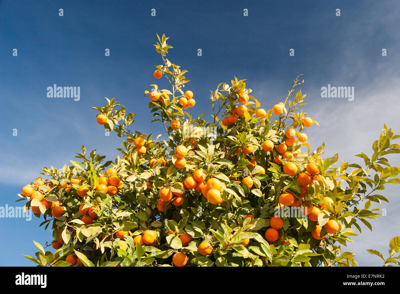 Orange tree - Citrus sinensis Stock Photo - Alamy