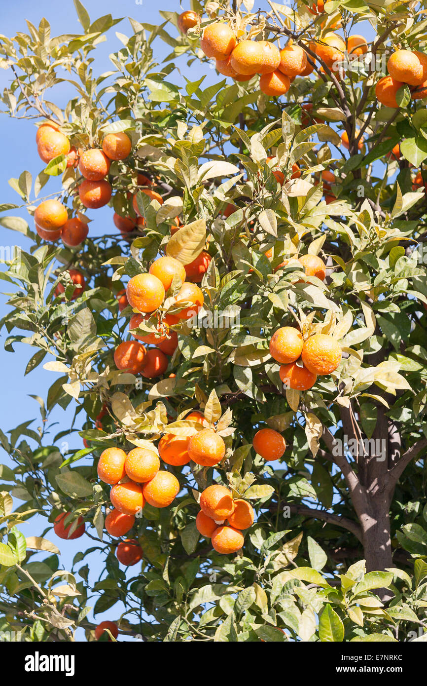 Orange tree - Citrus sinensis Stock Photo - Alamy