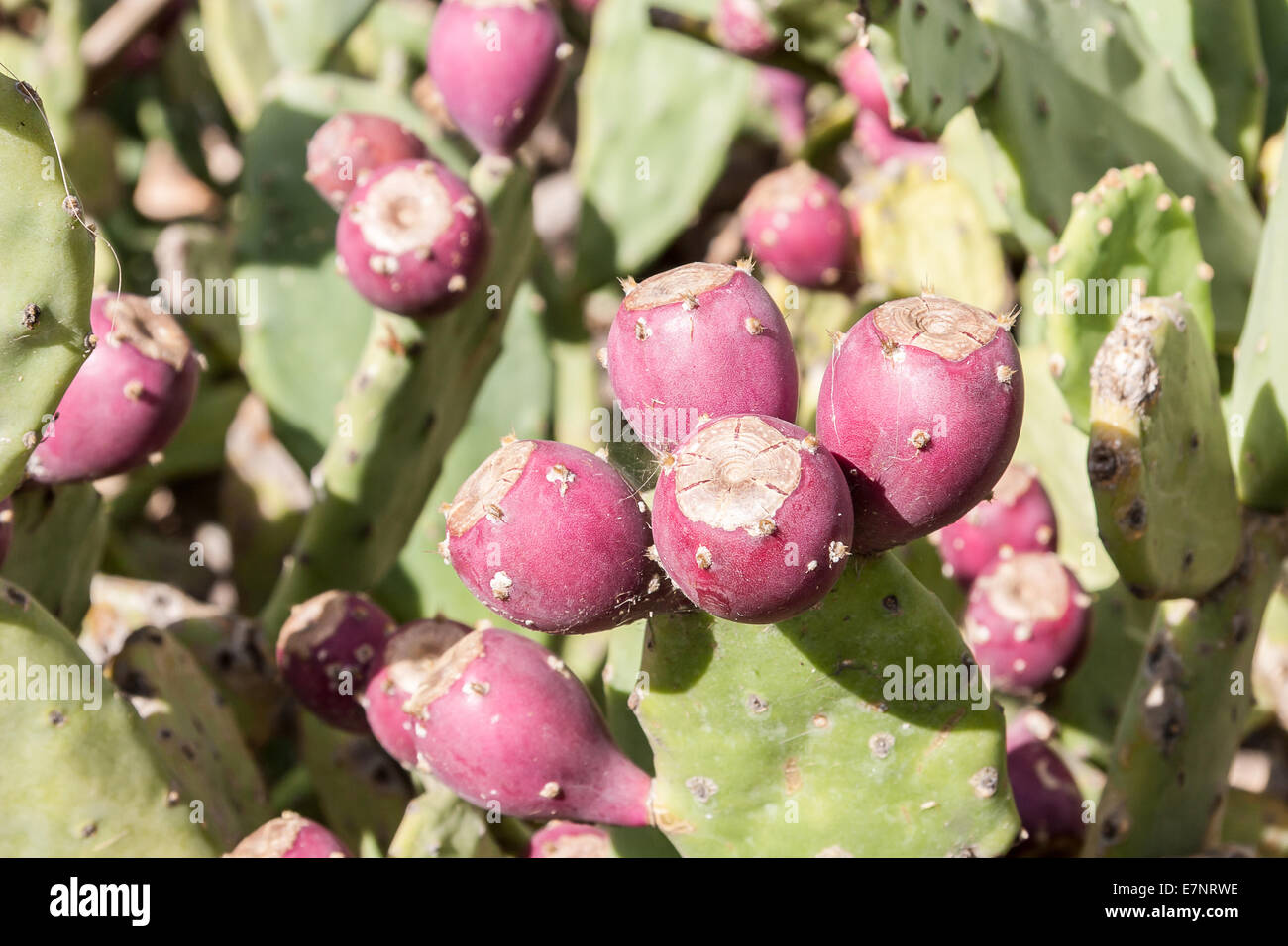 Cactus tree at summer Stock Photo - Alamy