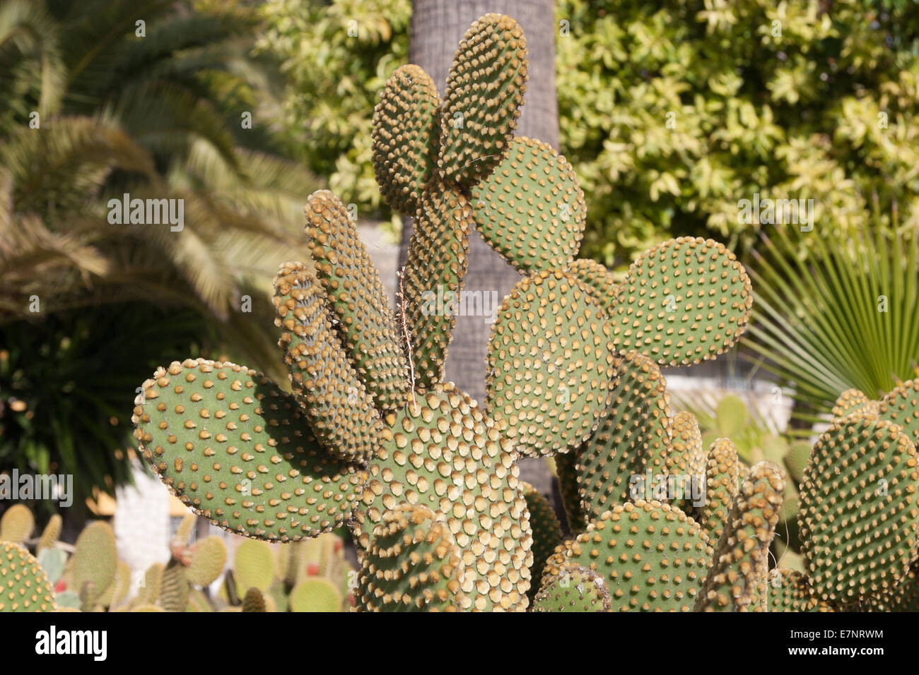Cactus tree at summer Stock Photo - Alamy