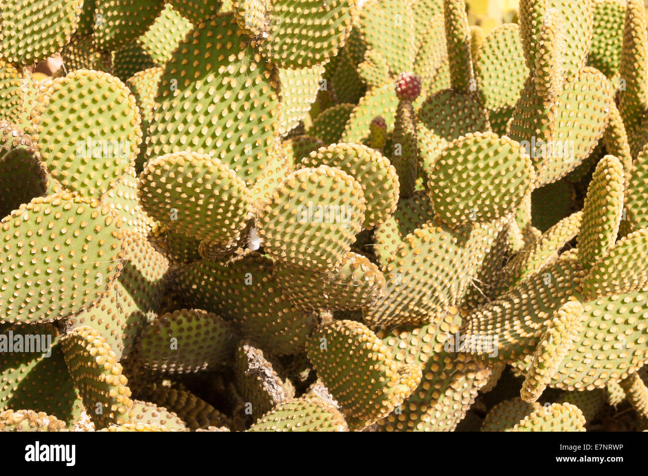 Cactus tree at summer Stock Photo - Alamy