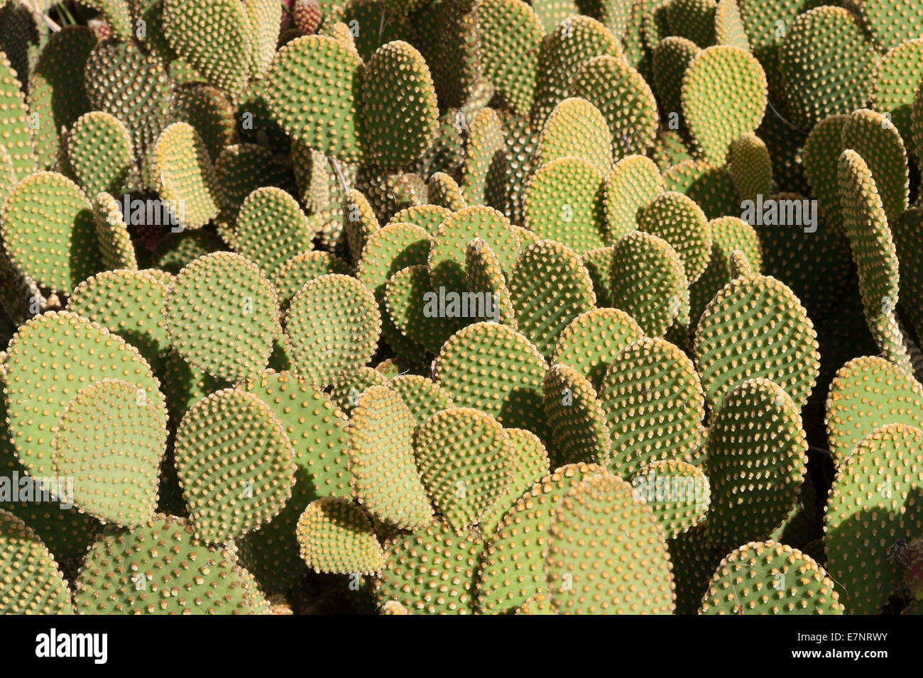 Summer cactus hi-res stock photography and images - Alamy