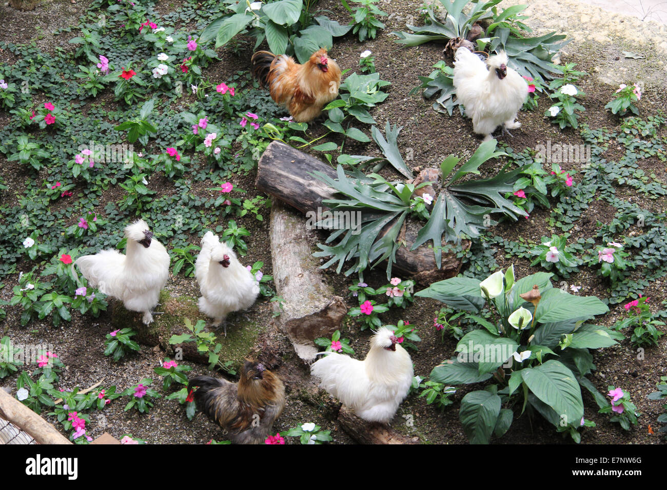 Switzerland, Zurich, zoo, animals, beasts, chickens, hens, ground ...