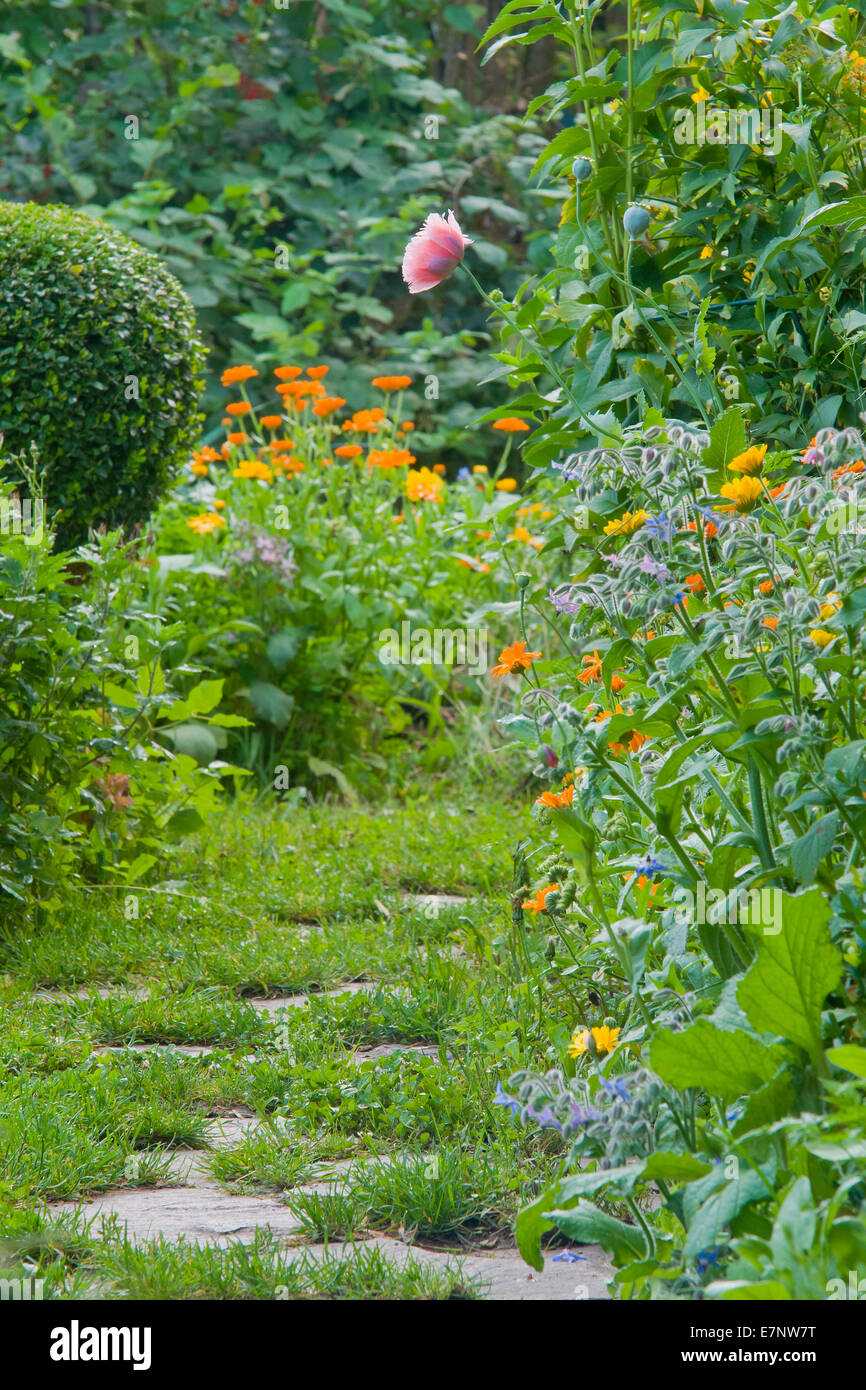 Bavaria, Germany, grows, ingrown, shrub, shrubs, shrub garden, garden ...