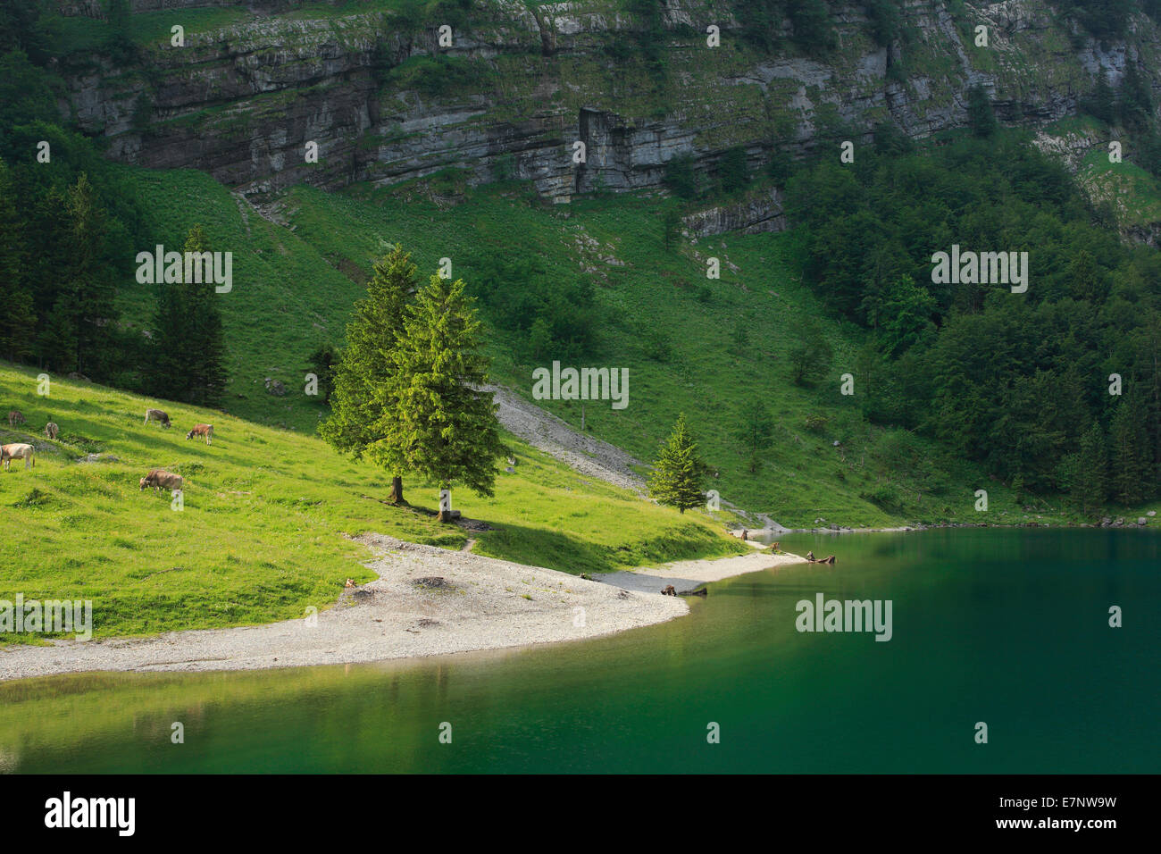 Alps, Alpstein, Alpstein area, Appenzell, Appenzell Innerrhoden, tree ...