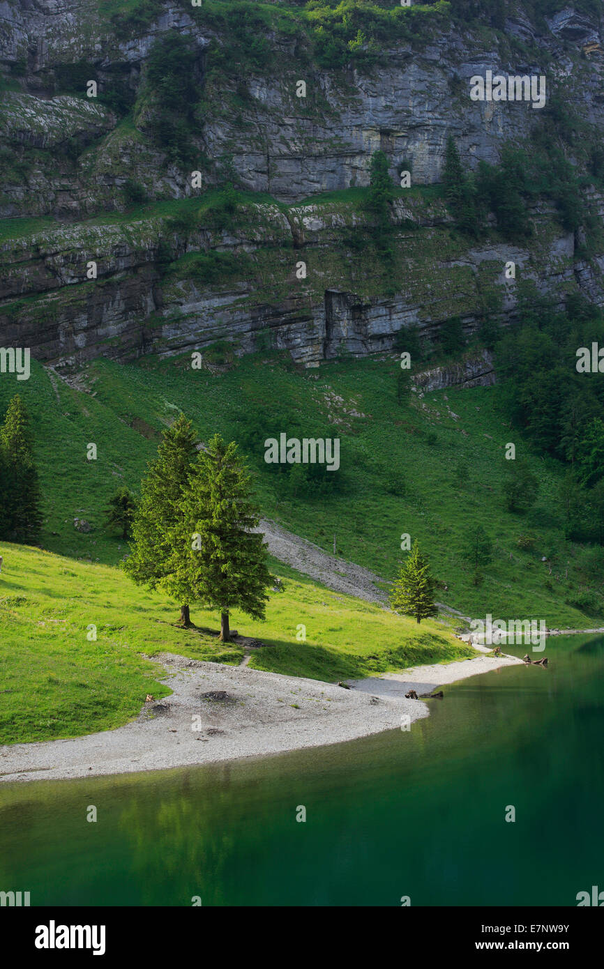 Alps, Alpstein, Alpstein area, Appenzell, Appenzell Innerrhoden, tree ...