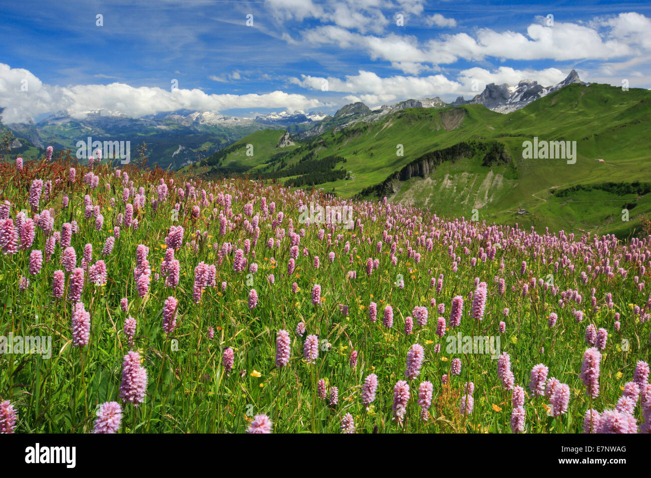Alp, Alps, view, view from Fronalpstock, mountain, mountain panorama ...