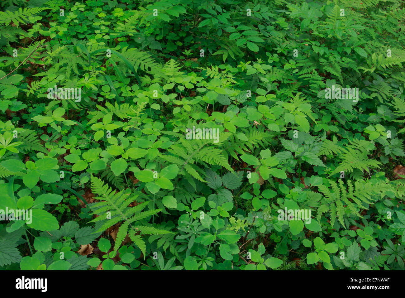 ground, bottom, detail, fern, clover, plant, Switzerland, vegetation ...