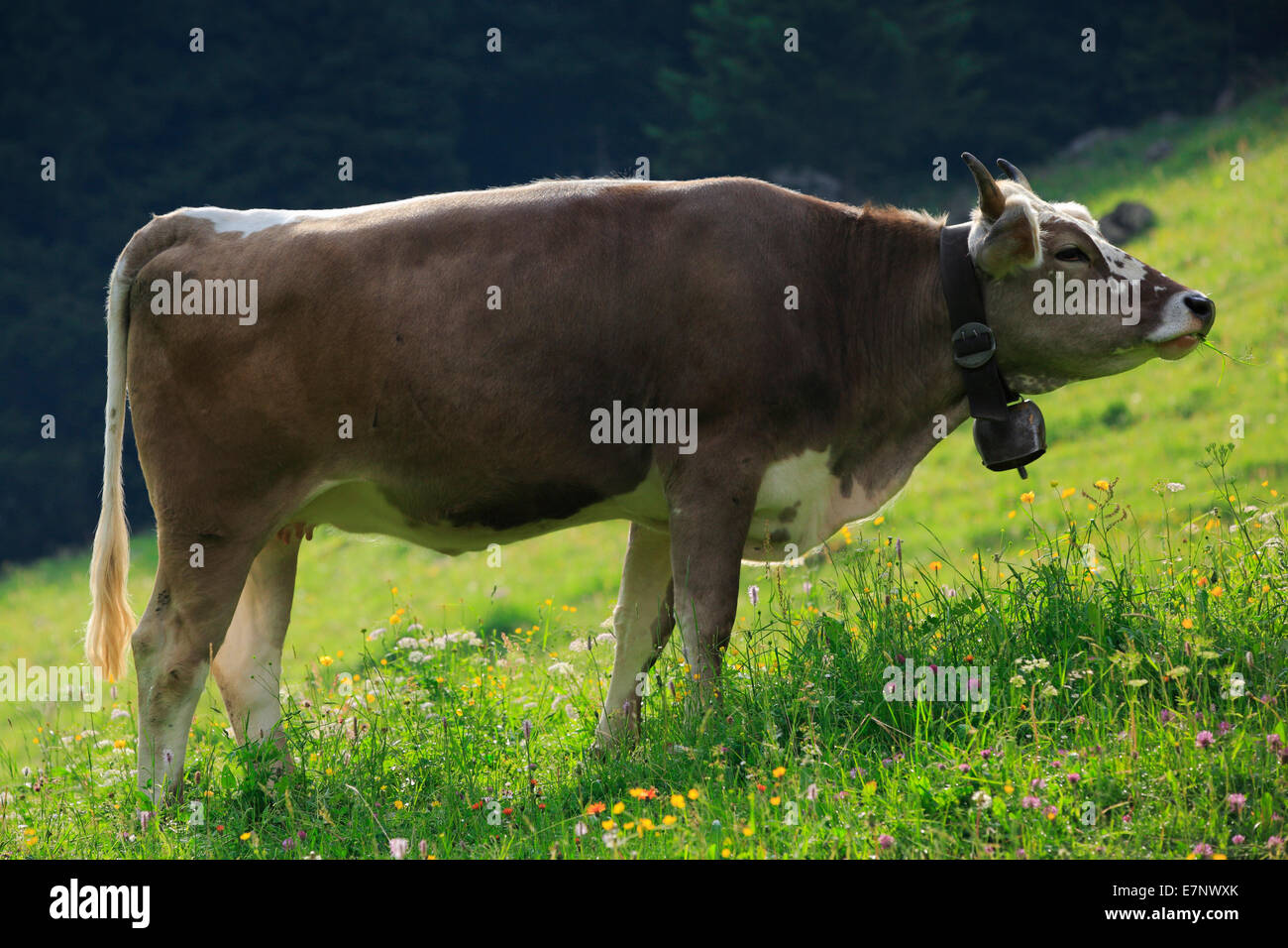 Agrarian, Alp, Alps, Alpine flora, Appenzell, mountain, mountains ...