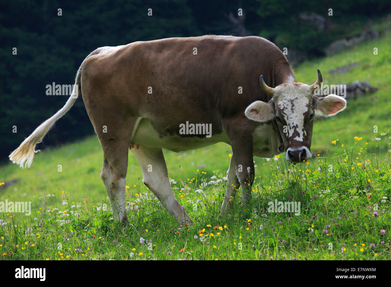 Agrarian, Alp, Alps, Alpine flora, Appenzell, mountain, mountains ...