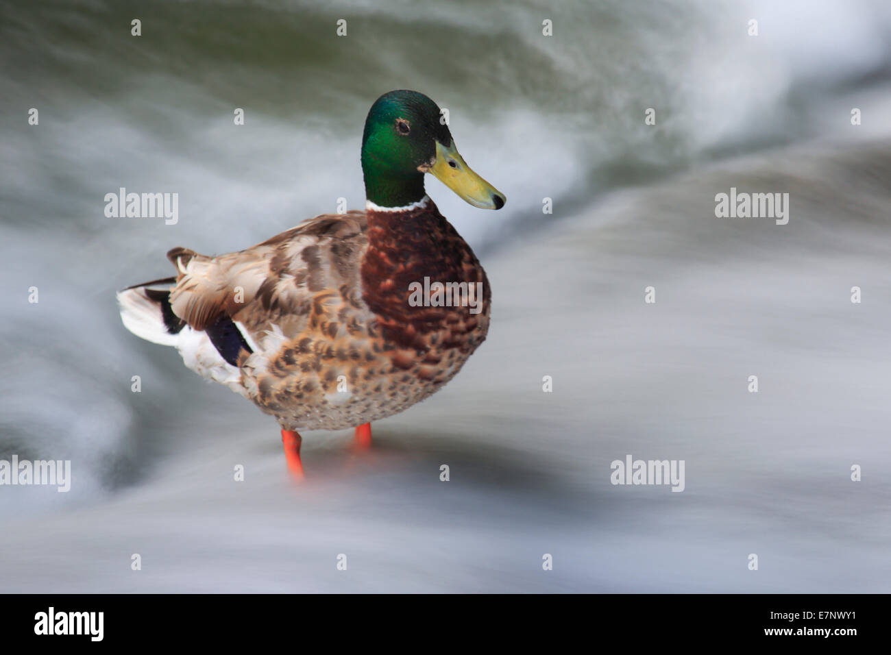 Movement, duck, nature, portrait, Switzerland, lake, mallard, water ...