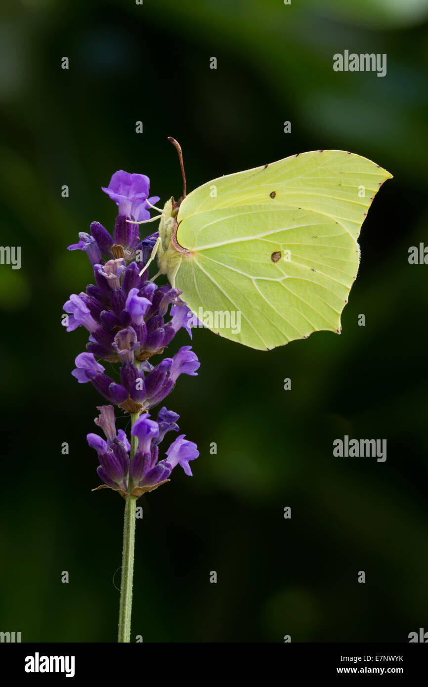 Animal, Insect, Common Brimstone, Gonepteryx rhamni, Butterfly ...