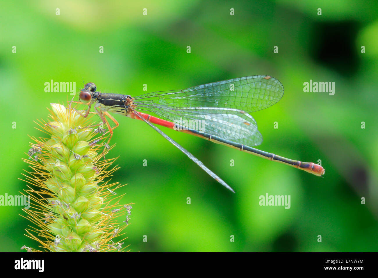 Animal, Insect, Dragonfly, Small Red Damselfly, Ceriagrion tenellum ...