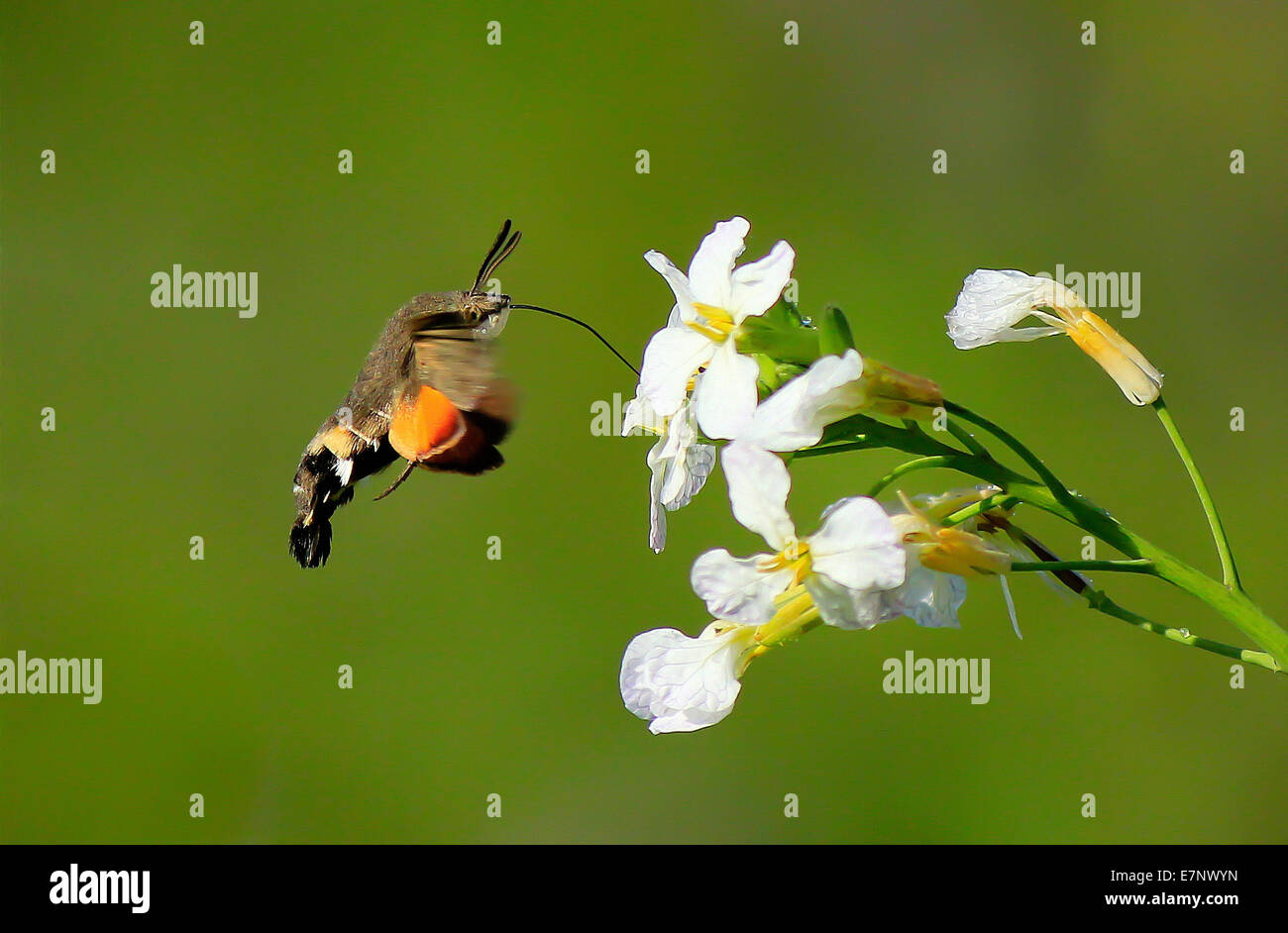 Animal, Insect, Butterfly, Moth, Lepidoptera, Sphingidae, Hummingbird ...