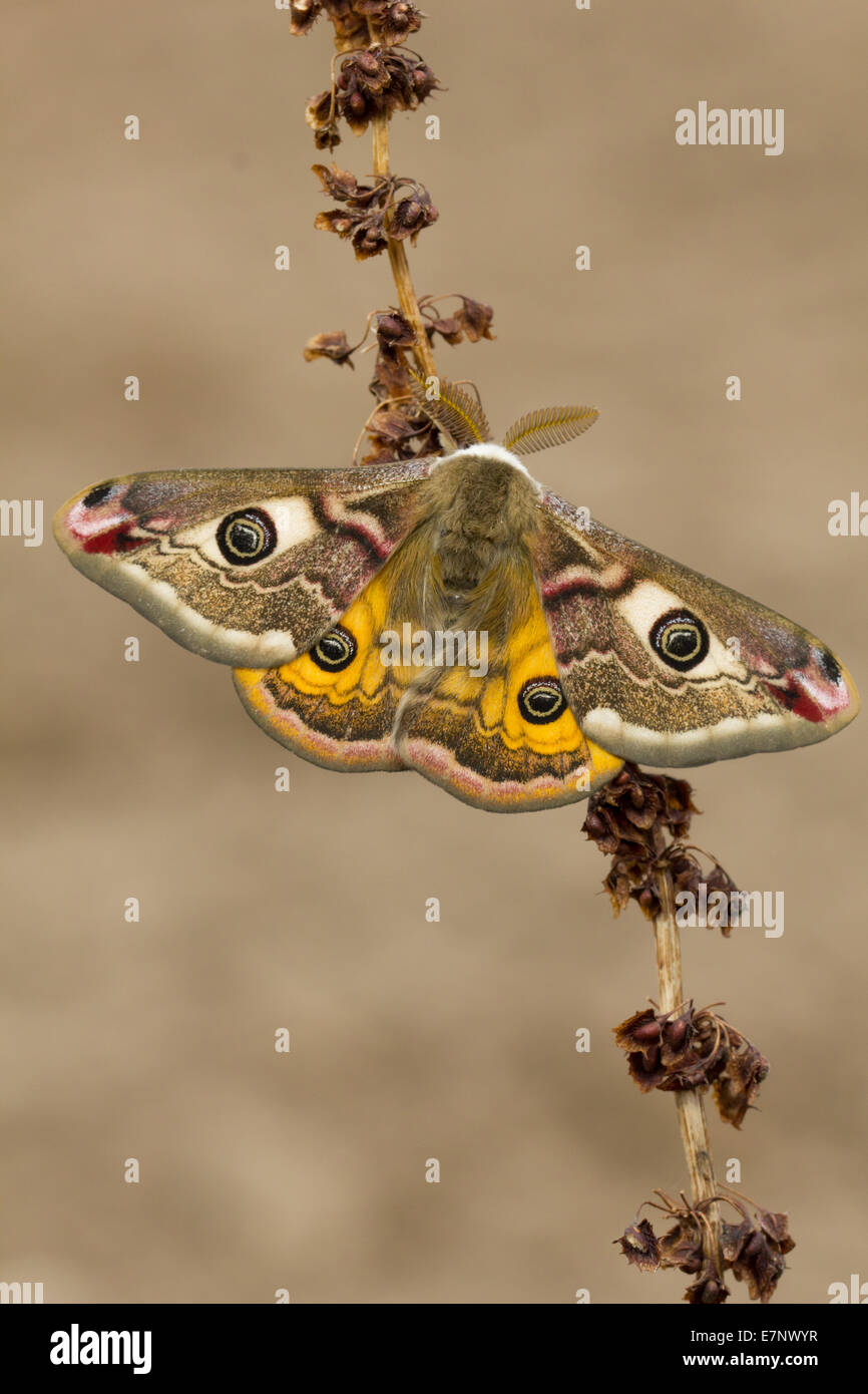 Animal, Insect, Moth, Small Emperor Moth, male, Lepidoptera ...