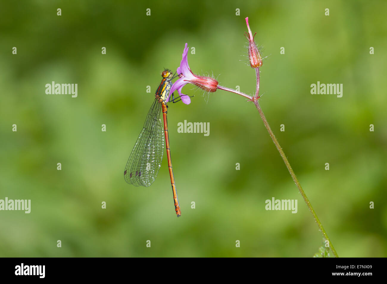 Animal, Insect, Dragonfly, Small Dragonfly, Arthropoda, Odonata, Large ...