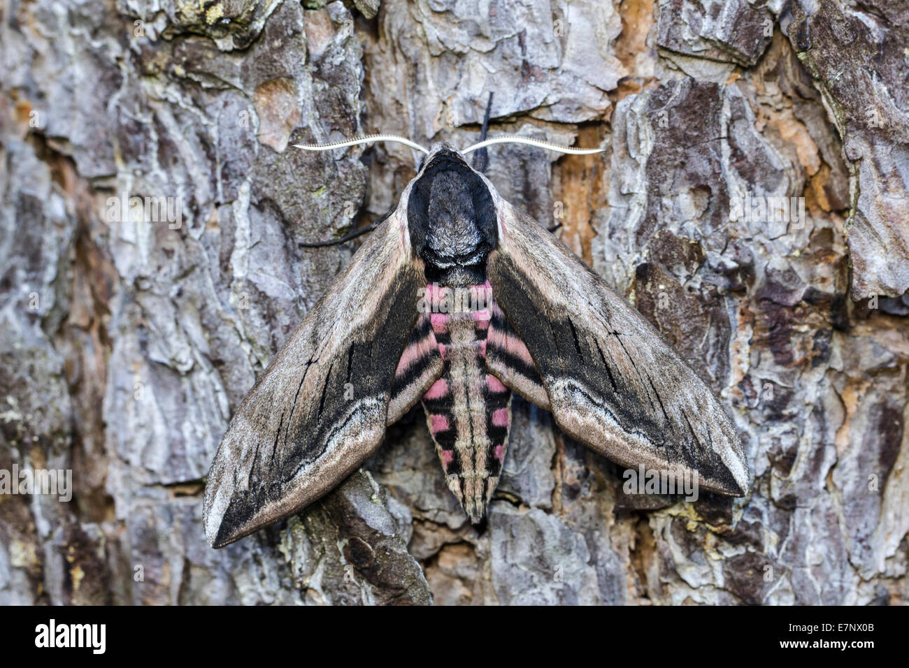Animal, Insect, Moth, Hawk-Moth, Sphingidae, Privet Hawk Moth, Sphinx ...