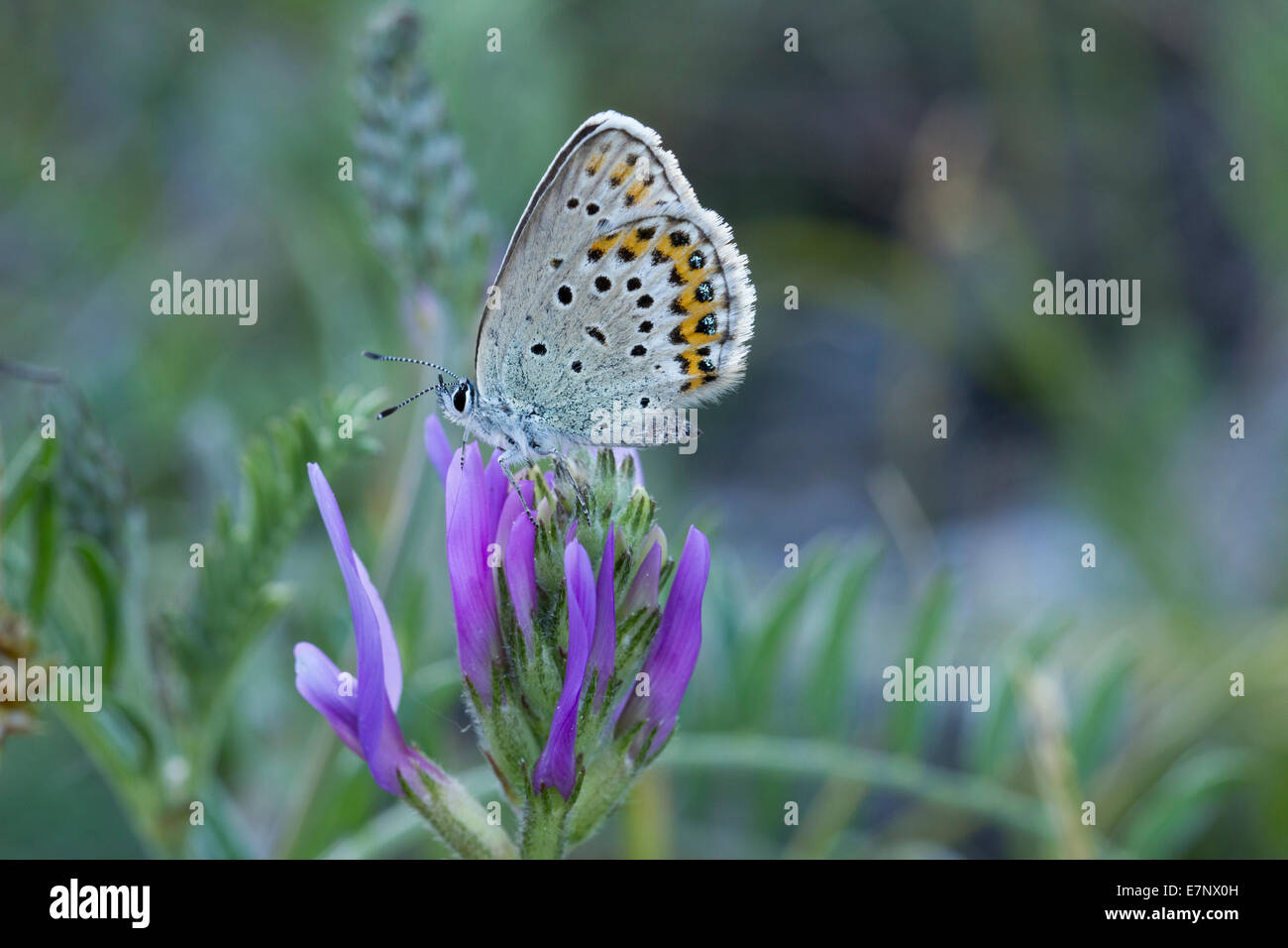 Animal, Insect, Butterfly, blue, Lycaenidae, Lepidoptera, Plebeius idas ...