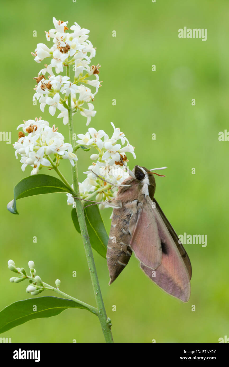 Animal, Insect, Moth, Hawk-Moth, Sphingidae, Hyles euphorbiae, Spurge ...