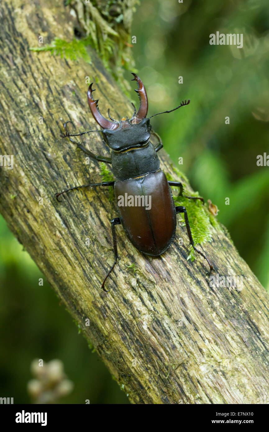 Animal, Insect, Coleoptera, Lucanus cervus, Arthropoda, Beetle, Stag ...