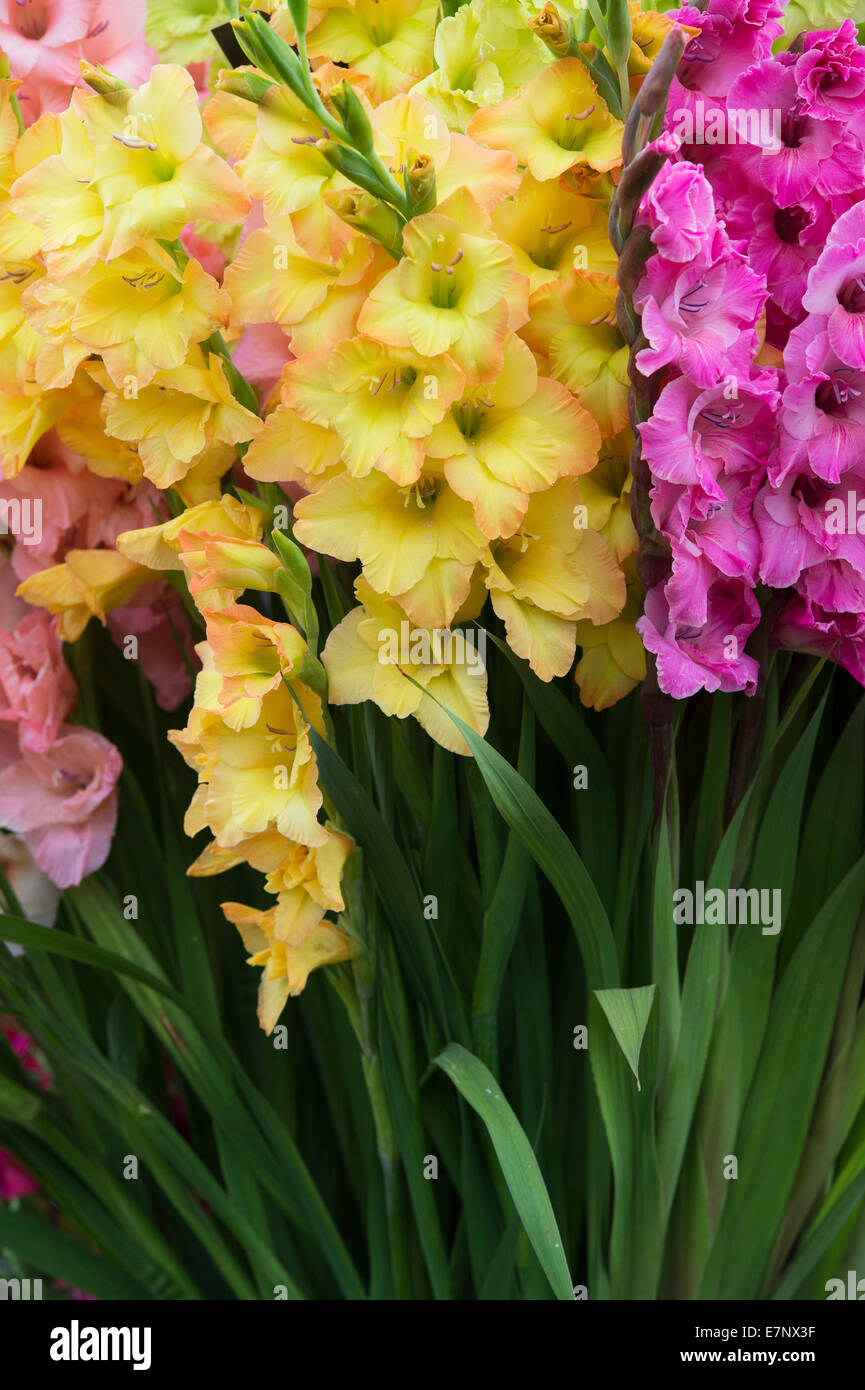 Gladiolus Sunrise and Vivaldi . Pink and Yellow cut Gladioli flowers ...