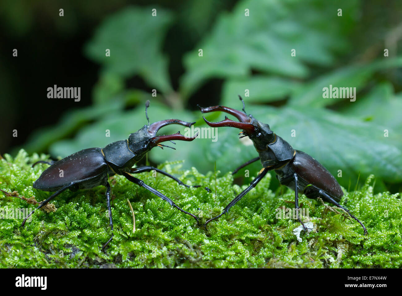 Animal, Insect, Coleoptera, Lucanus cervus, Arthropoda, Beetle, Stag ...