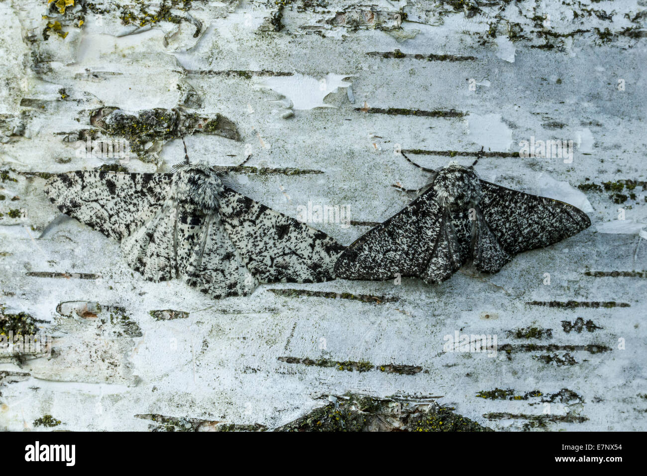 Animal, Insect, Butterfly, Moth, Biston betularia, Peppered moth ...