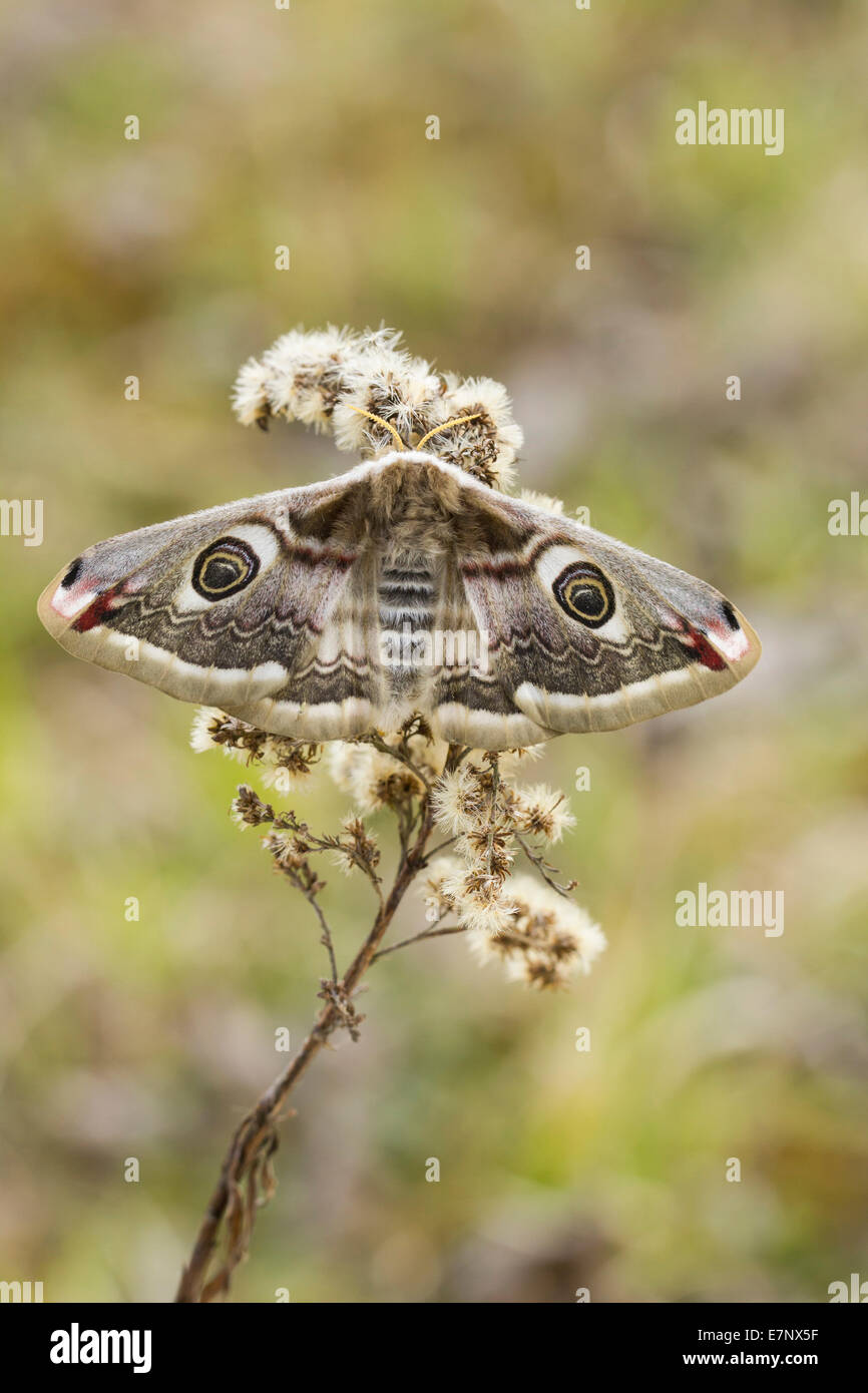 Animal, Insect, Moth, Small Emperor Moth, female, Lepidoptera ...