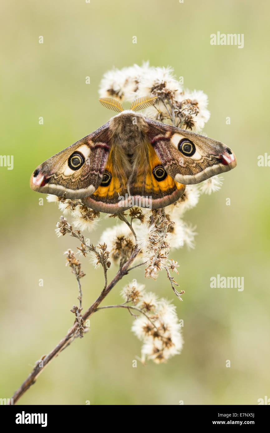 Insect moth male hi-res stock photography and images - Alamy
