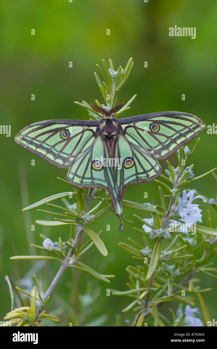 Spanish moon moth hi-res stock photography and images - Alamy