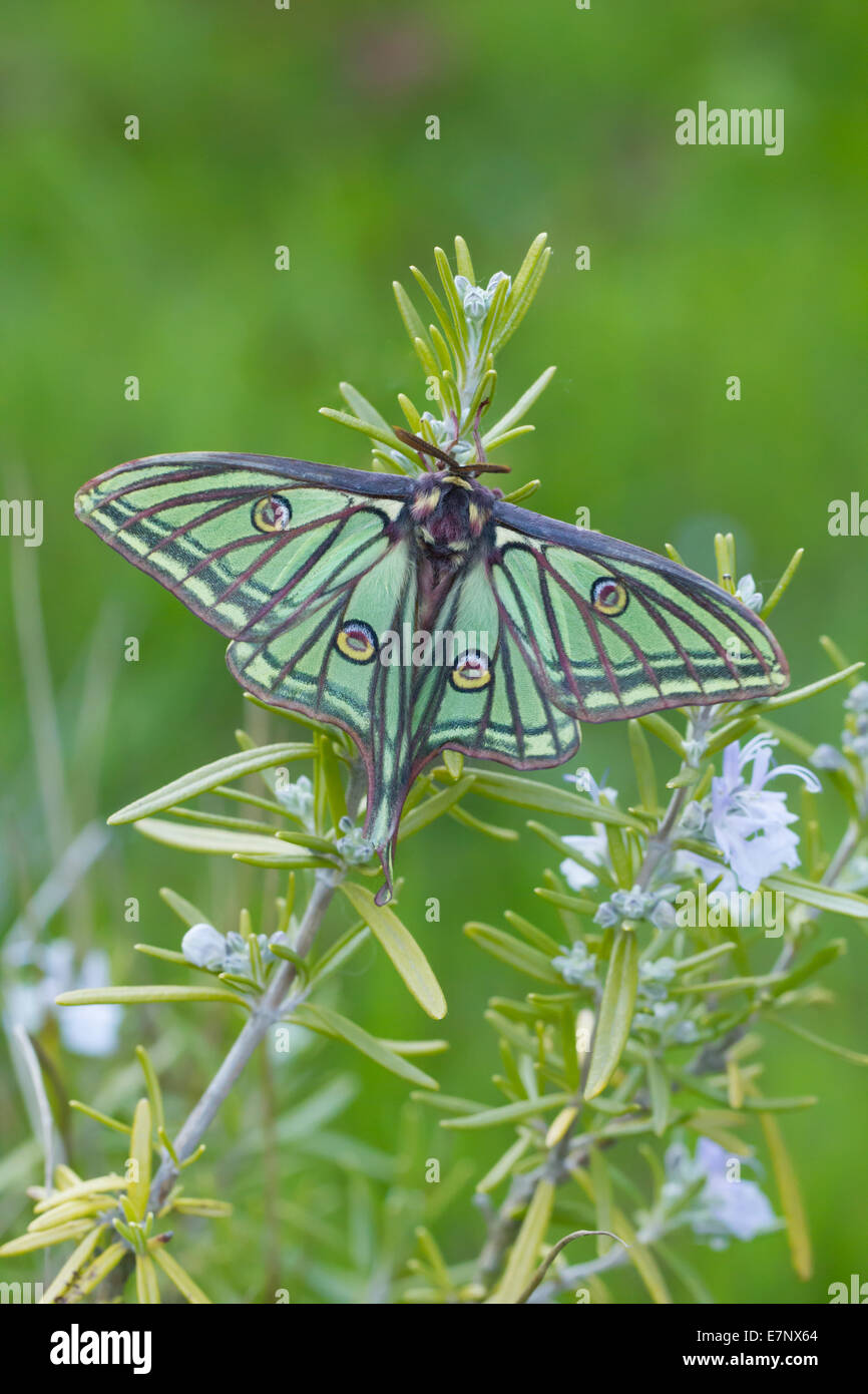 Spanish moon moth hi-res stock photography and images - Alamy