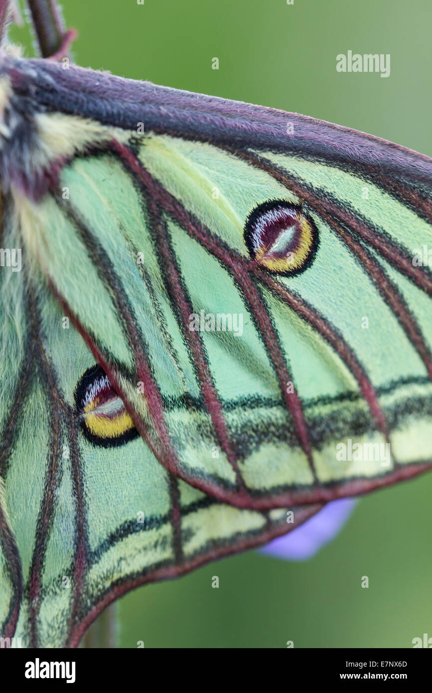Spanish Moon Moth Stock Photos & Spanish Moon Moth Stock Images - Alamy