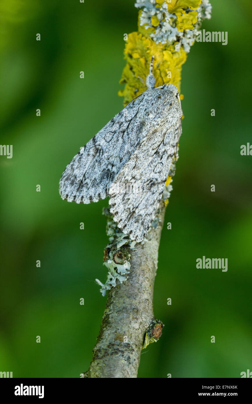 Animal, Insect, Butterfly, Moth, The Sycamore, Acronicta aceris ...