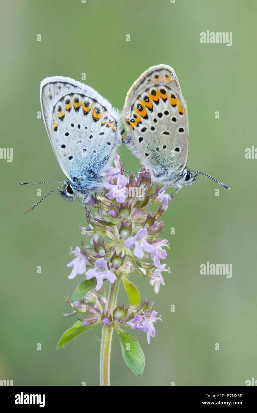 Animal, Insect, Butterfly, blue, Lycaenidae, Lepidoptera, Plebeius idas ...