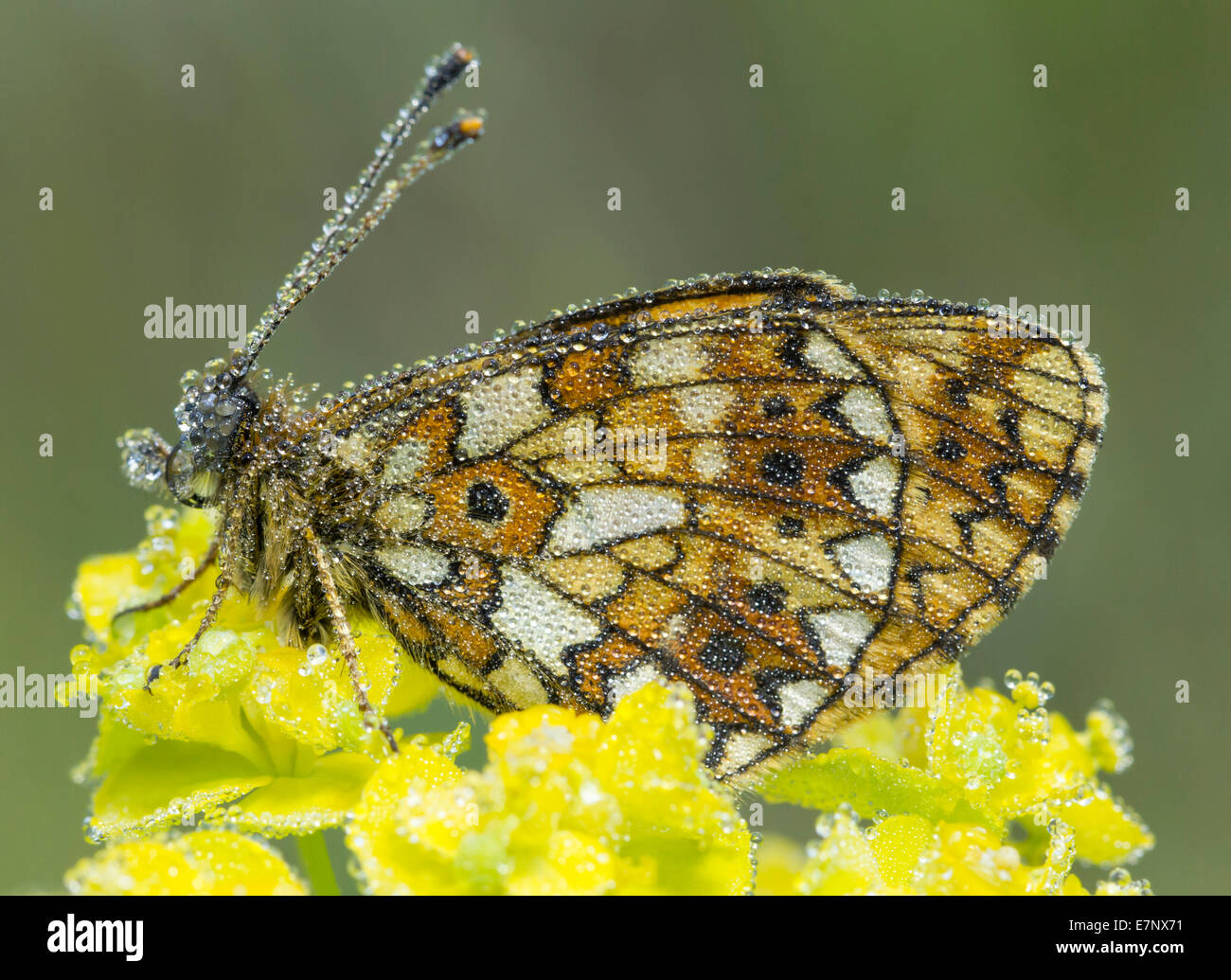 Animal, Insect, Butterfly, Boloria selene, Silver-bordered Fritillary ...