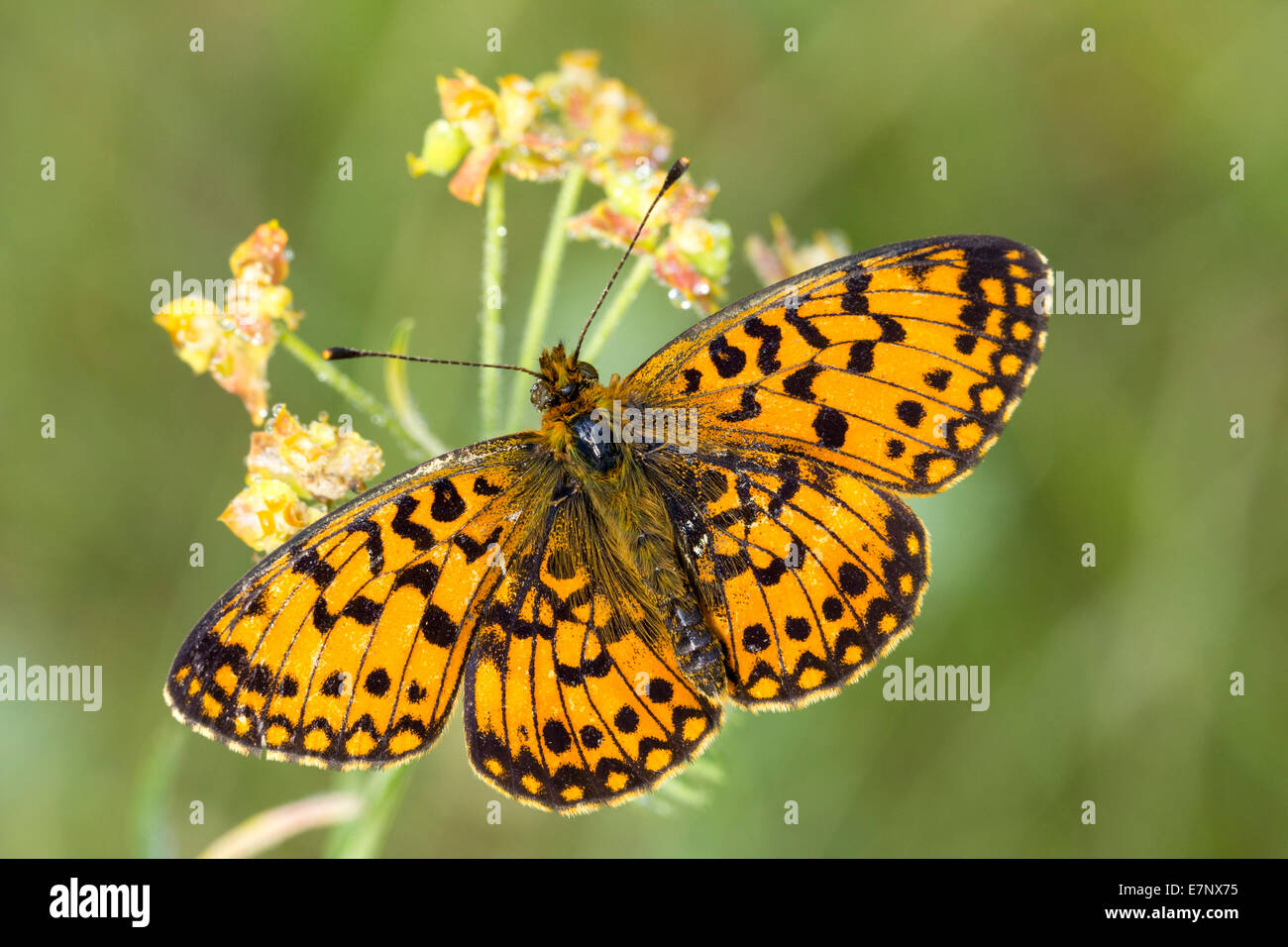 Boloria selene hi-res stock photography and images - Alamy