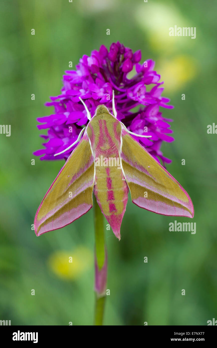 Animal, Insect, Butterfly, Moth, Hawk Moth, Deilephila elpenor ...
