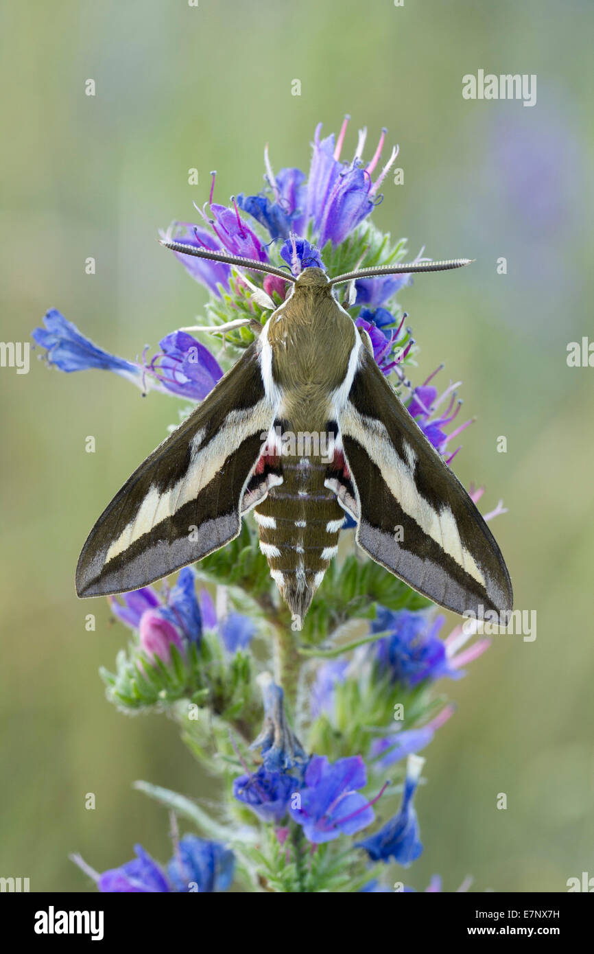 Animal, Insect, Moth, Hawk-Moth, Sphingidae, Hyles euphorbiae, Spurge ...