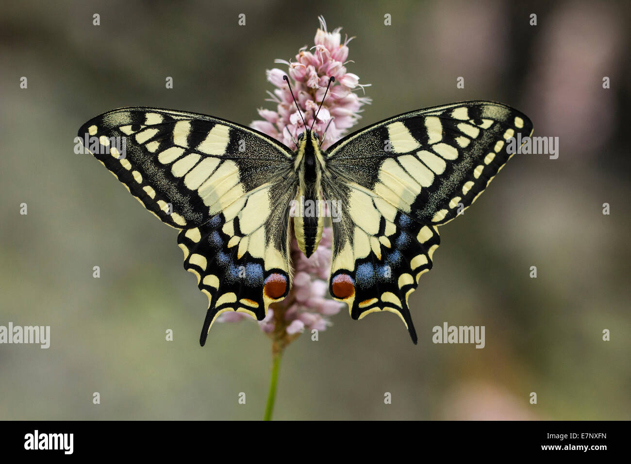 Animal, Insect, Butterfly, Lepidoptera, Swallowtail, Old World ...