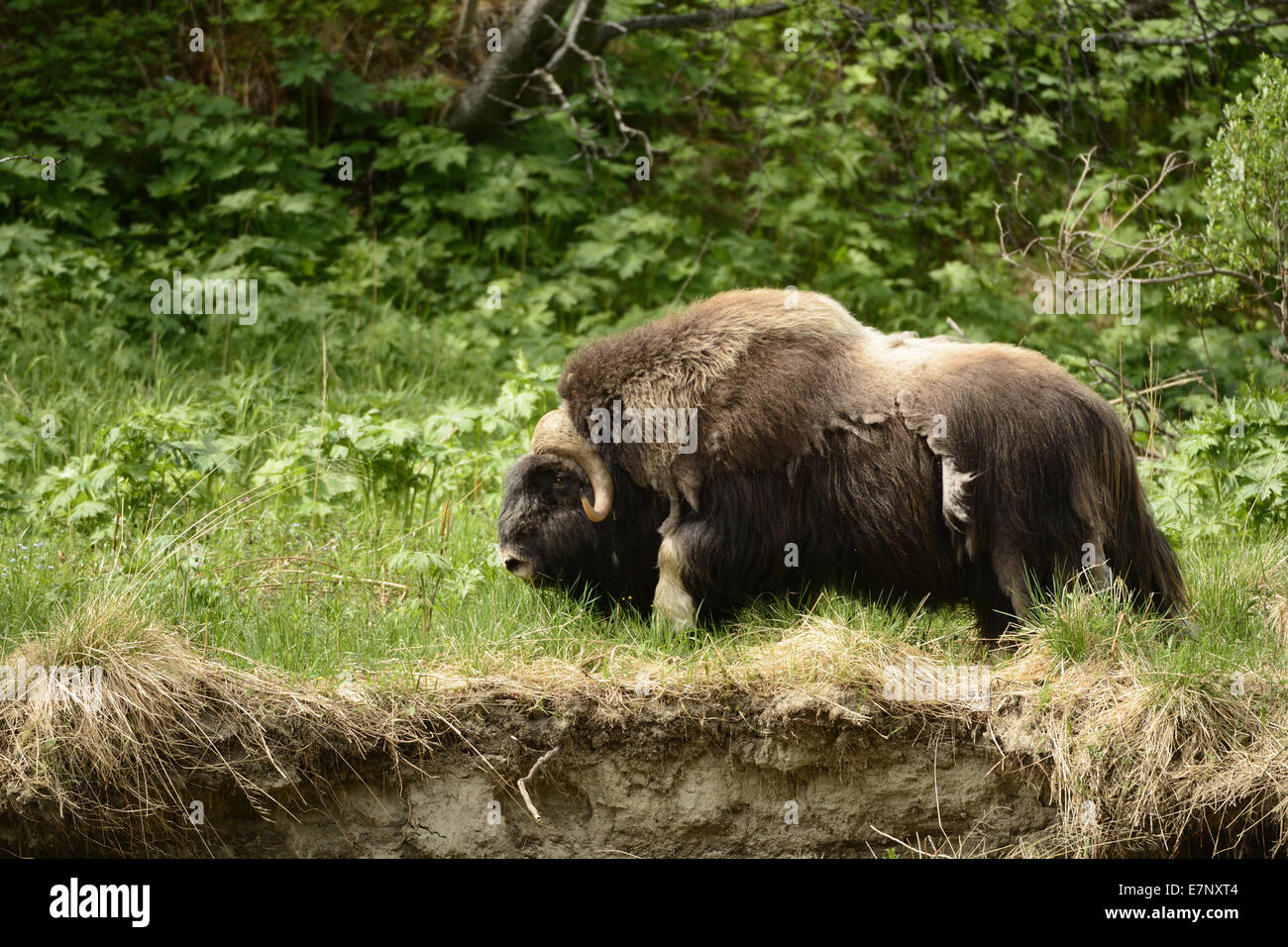 Mammal bovidae hi-res stock photography and images - Alamy