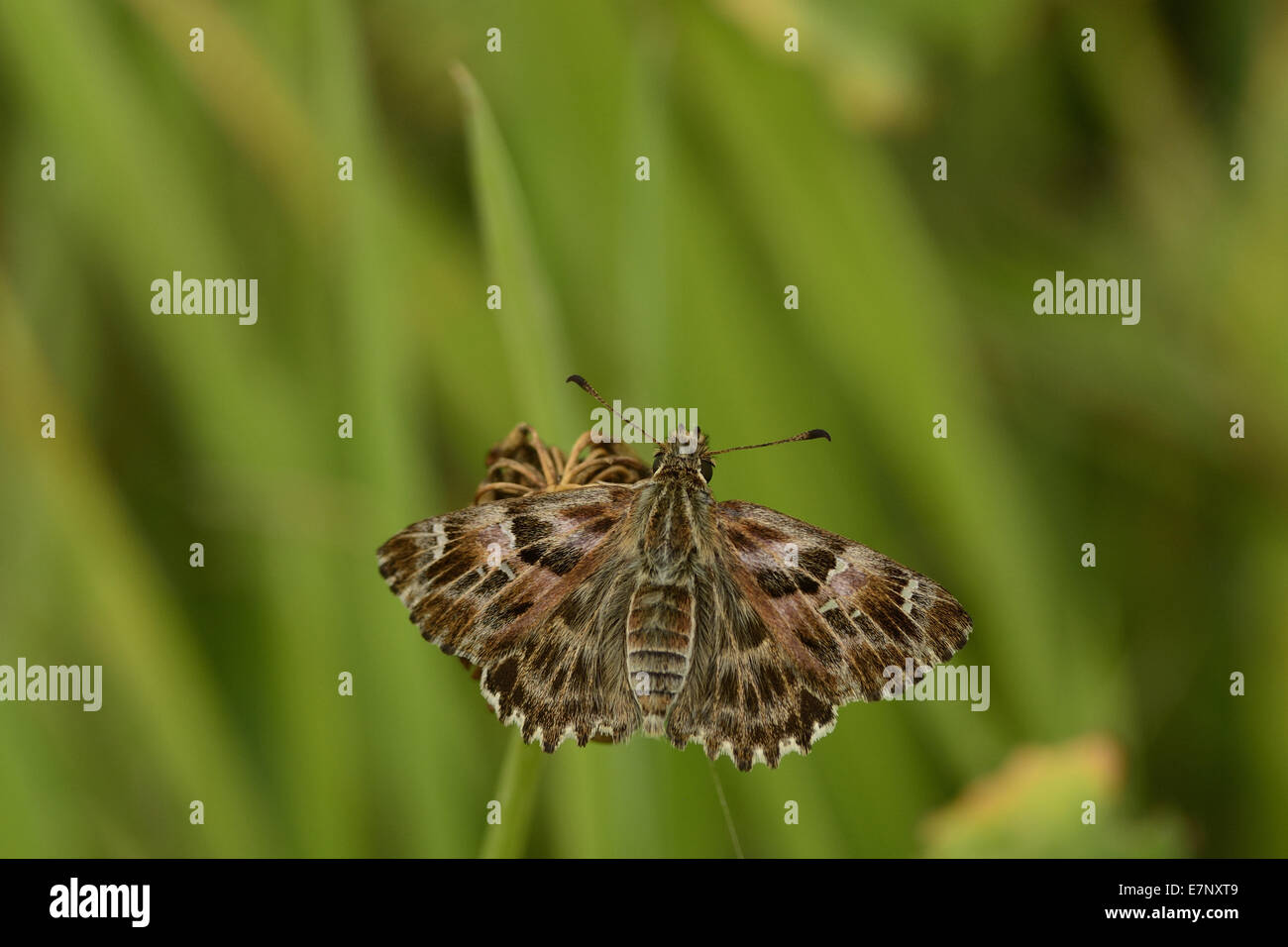 Mallow Skipper, Carchorodus alceae, Hesperidae, butterfly, Skipper ...