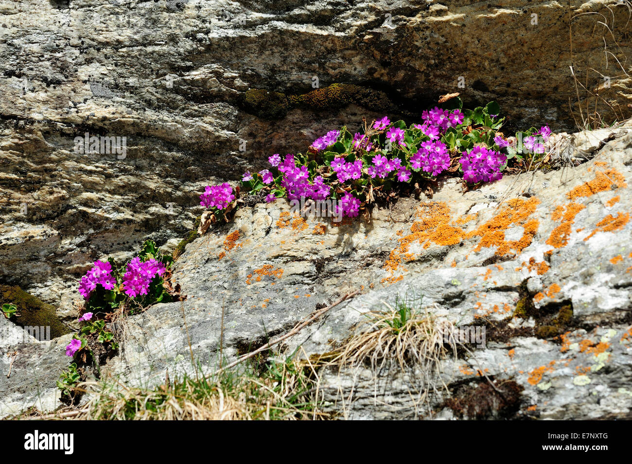 Primulaceae hi-res stock photography and images - Alamy