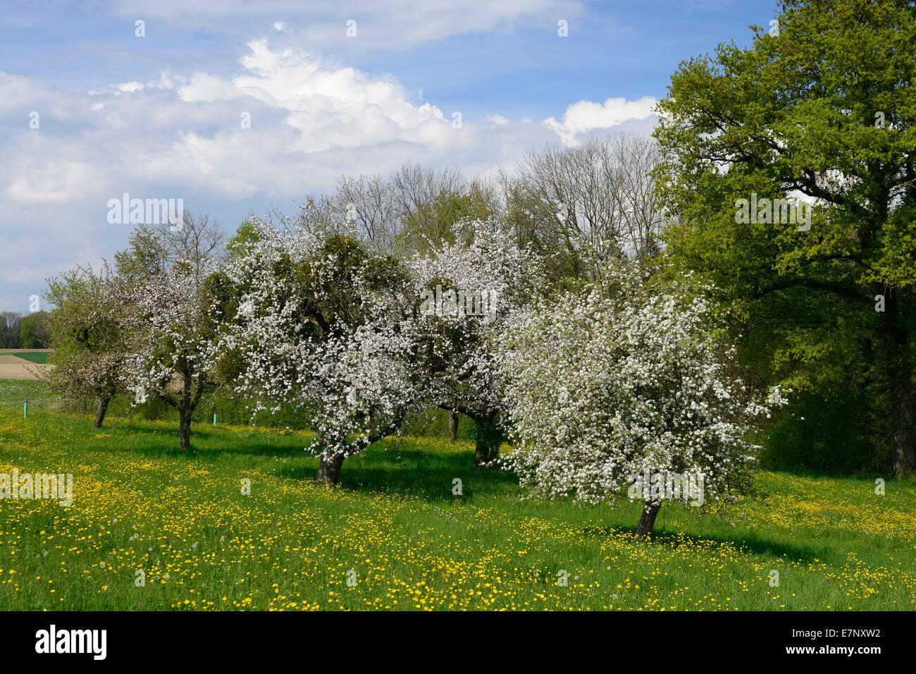 Trees And Flowering Plants High Resolution Stock Photography and Images ...
